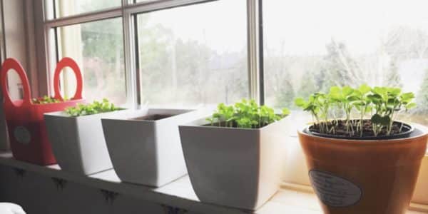 Growing Microgreens In Planters - Crescent Garden