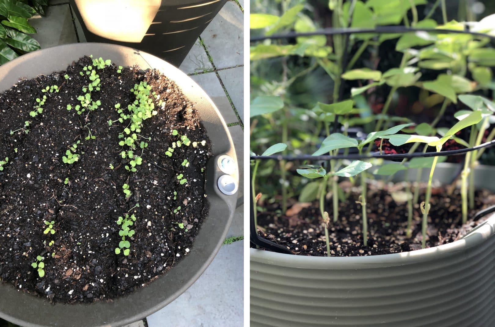 Growing Microgreens In Planters - Crescent Garden