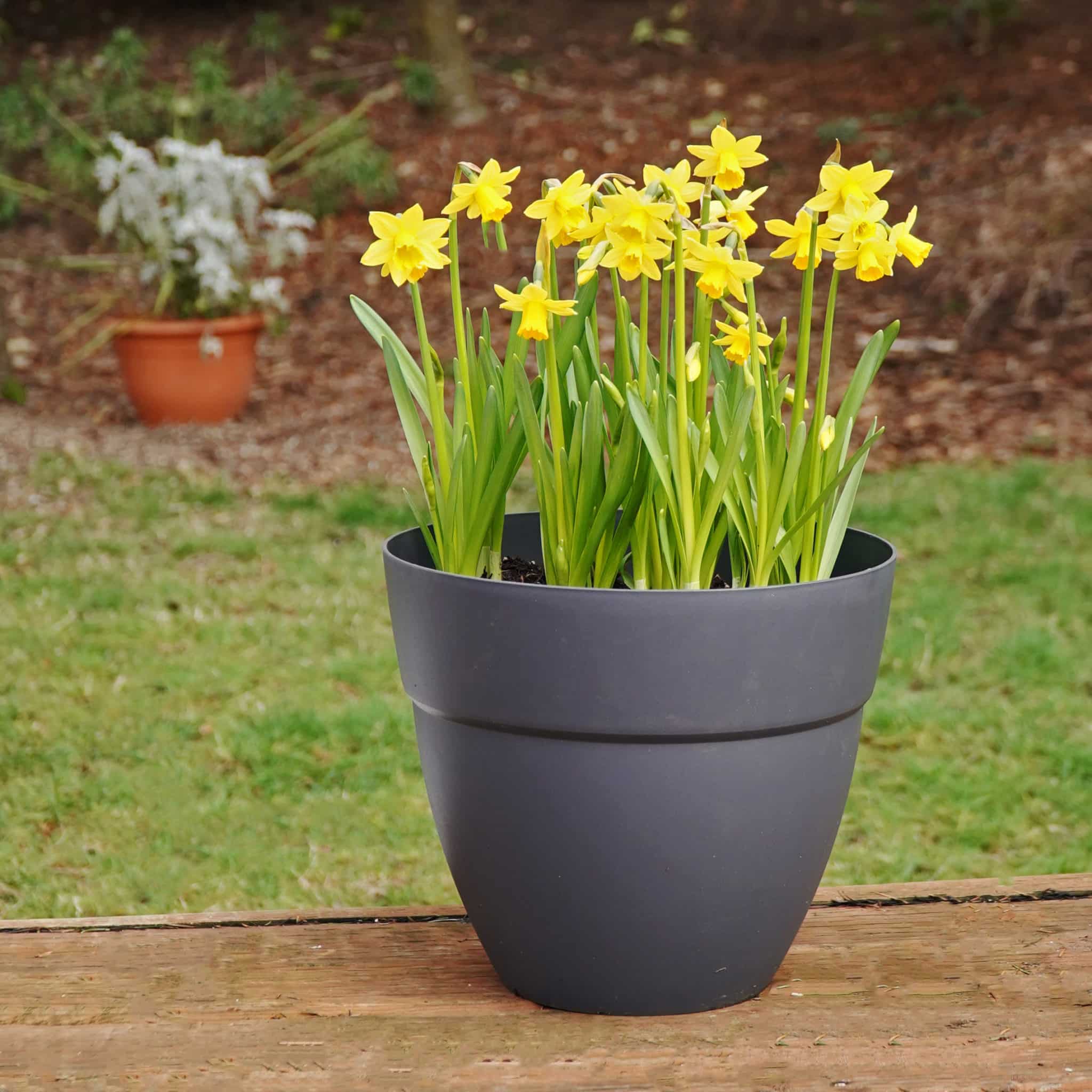 Small, Spring Containers with Big Personalities | Crescent Garden