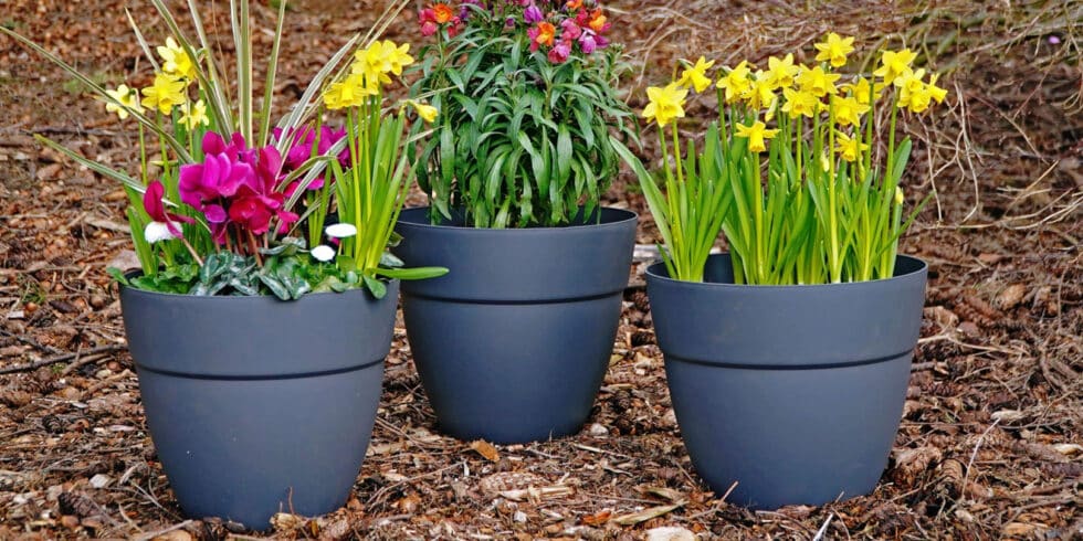 Small, Spring Containers with Big Personalities | Crescent Garden