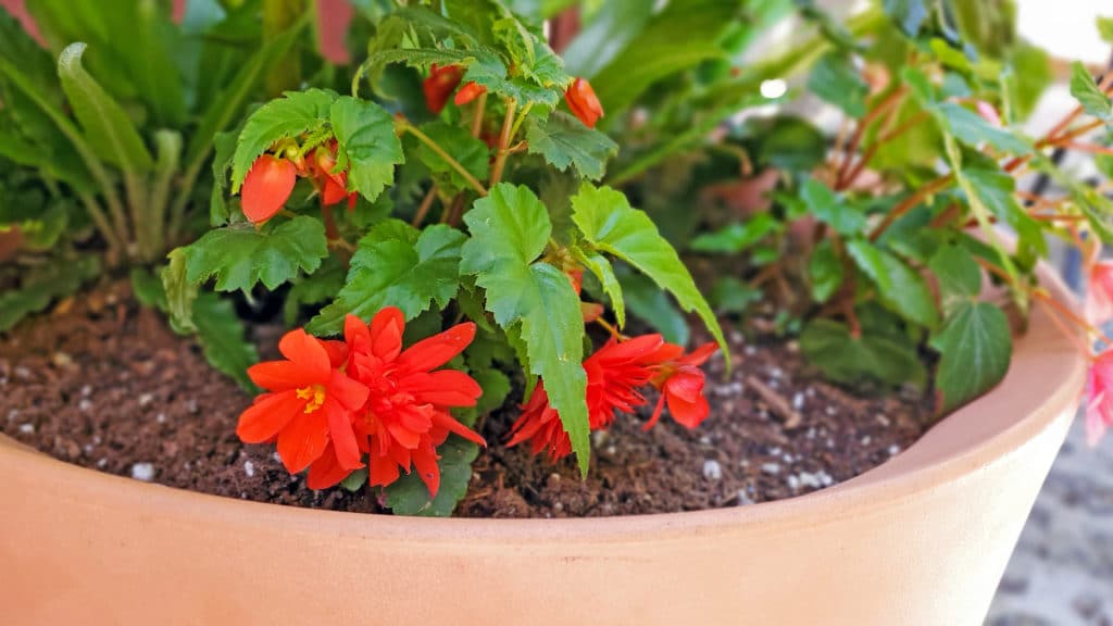 Design a Tropical, Low-Maintenance Summer Container Garden