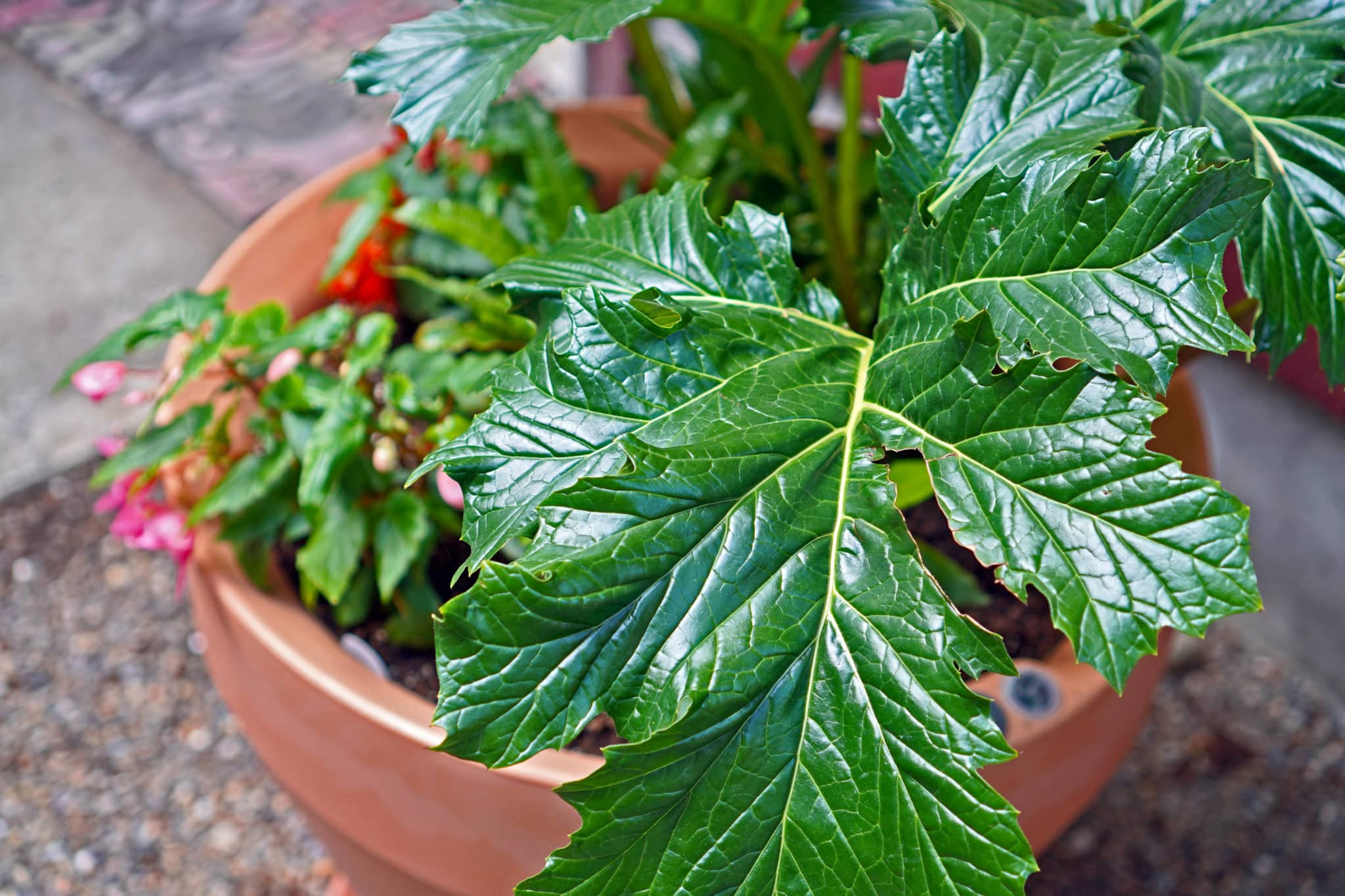Design a Tropical, Low-Maintenance Summer Container Garden