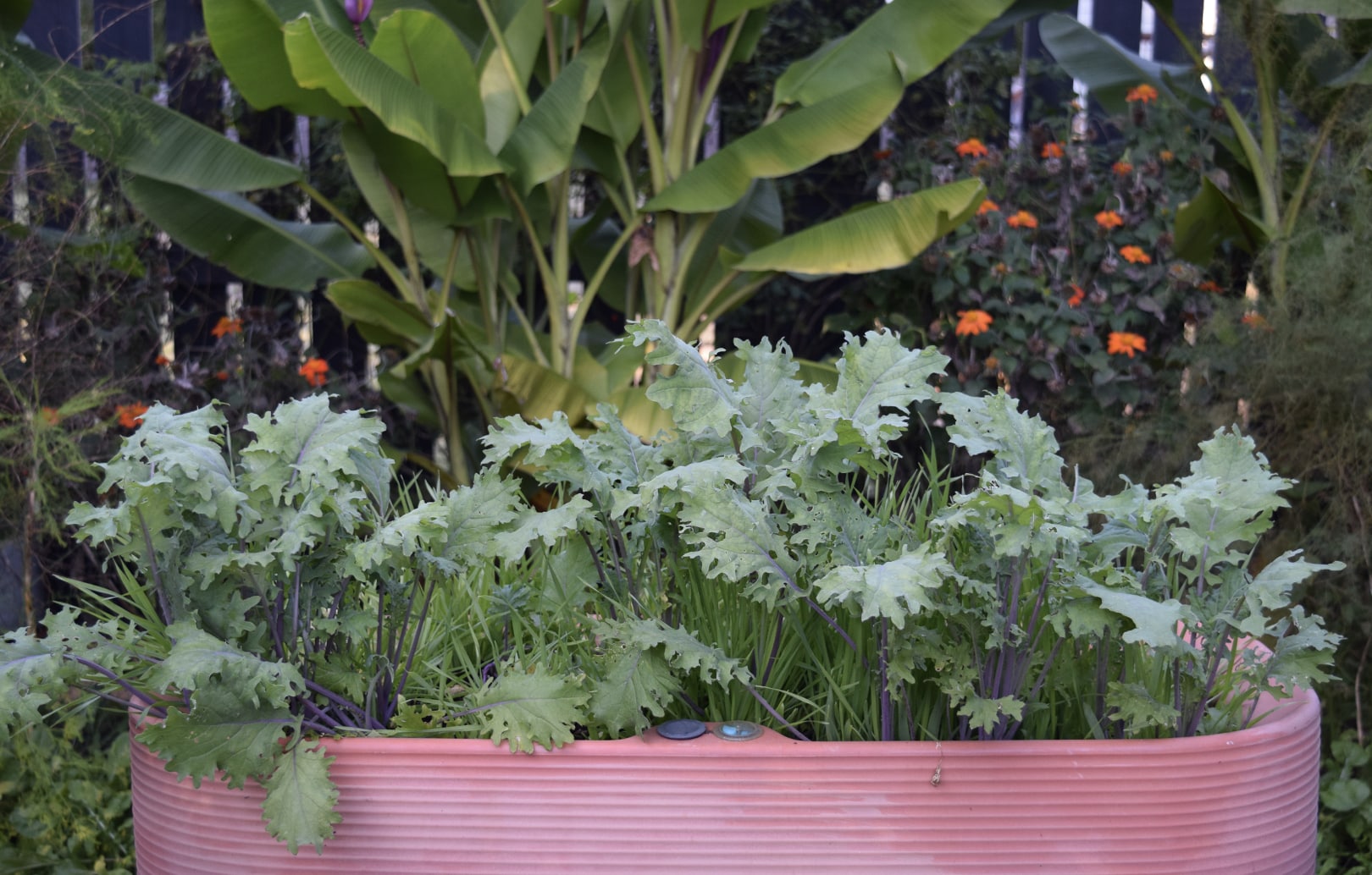 Winter Container Gardening For Outdoor Areas by Brie Arthur