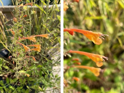 Container Gardening to Attract Hummingbirds & Goldfinches Naturally ...