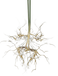 TruDrop - Crescent Garden